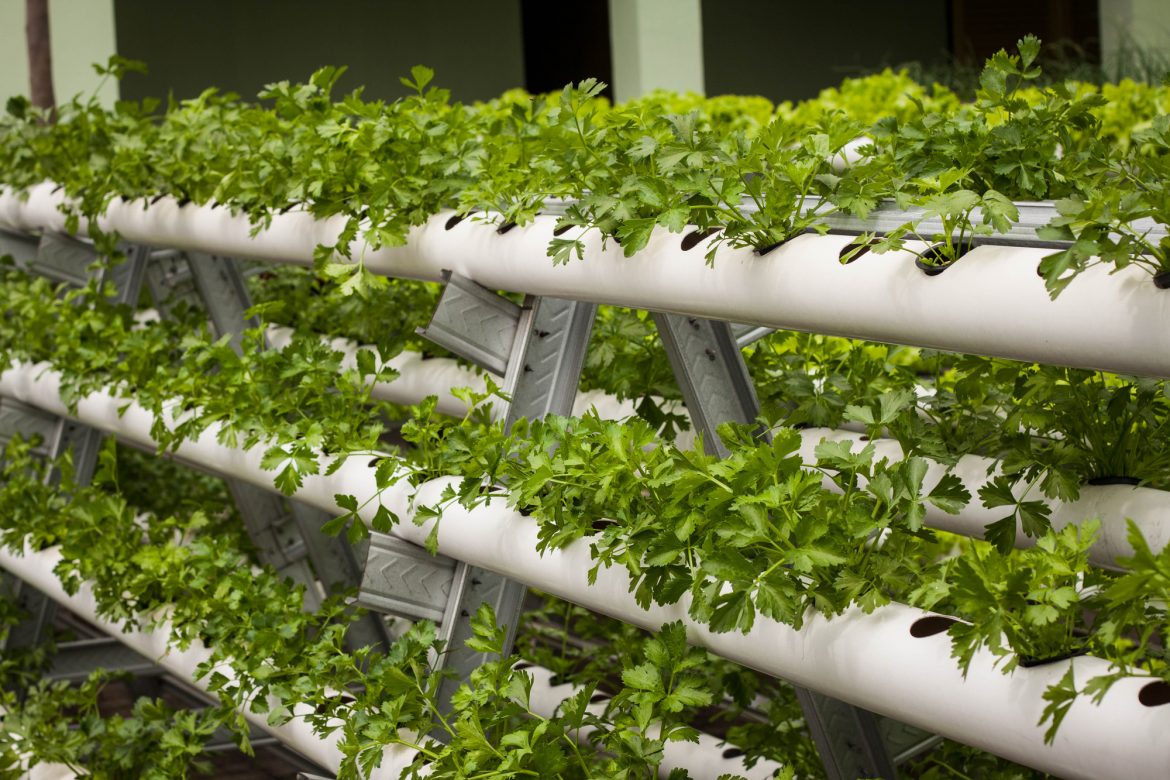 City Farming: How To Perfect Your Urban Farm - Fresh Print Magazine